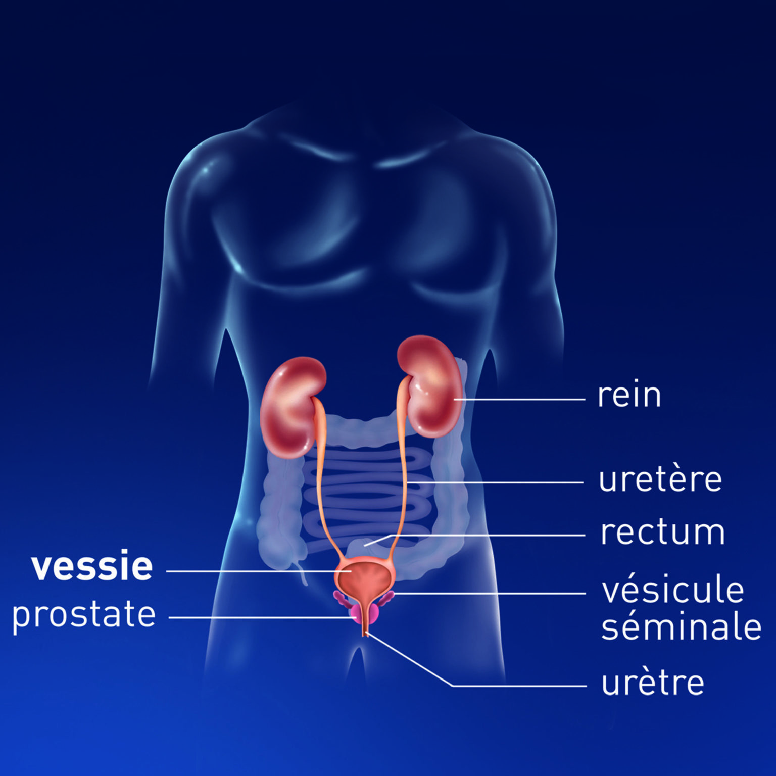 Vessie & voies urinaires | CHB